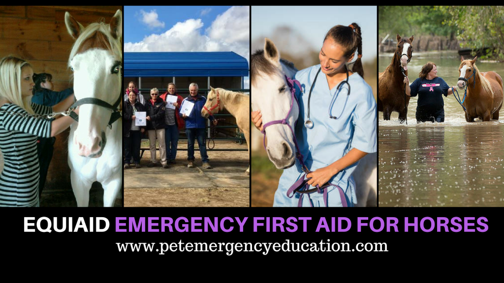 EquiAid-Emergency First Aid for Horses – Pet Emergency Education
